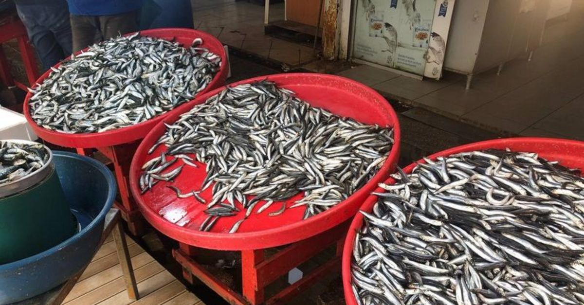 Hamsi Balığı Nedir, Nasıl Bir Balıktır? Hamsi Balığı Nerelerde Yaşar ve ...