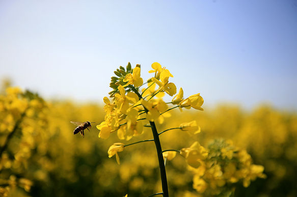 Tekirdağ'da çiçek açan kanola bitkisi tarlaları sarıya boyadı