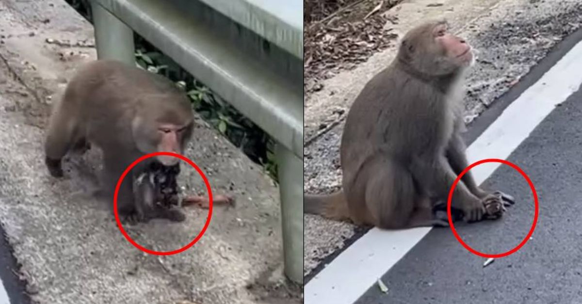 Tayvan'da maymun kedi yavrusunu kaçırdı