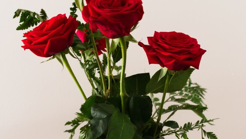 Gül Nasıl Çoğaltılır? Gül Çiçeği Nasıl Çoğaltılabilir?