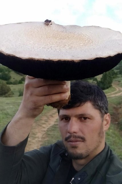 Bu mantarın çapı tam 36 santimetre!