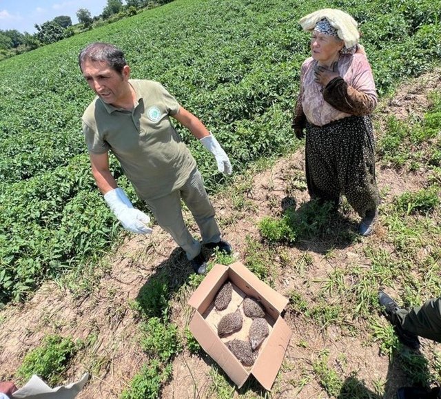 Sevimli kirpiler doğal ortamlarına kavuştu
