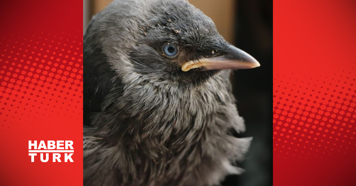 Yolda bulunan karga, kuaför salonunun maskotu oldu: Müşteriler bahşiş ...