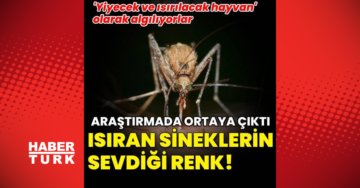 Dikkat çeken araştırma: Isıran sineklerin sevdiği renk... - Öne çıkan ...