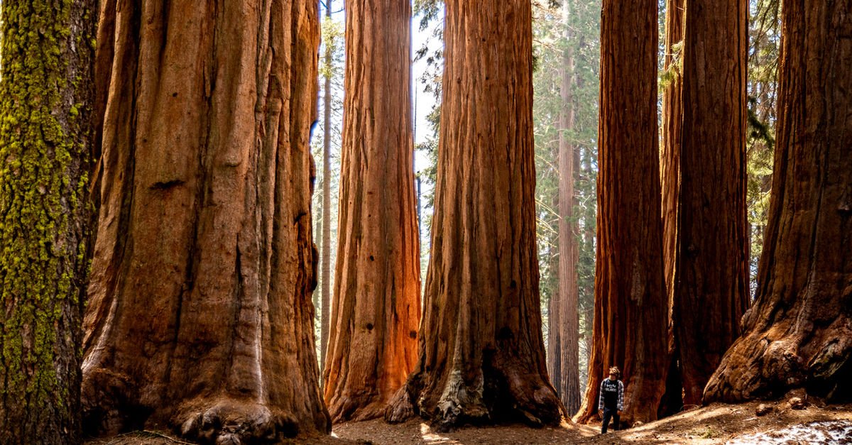 Sekoya Ağacı Nasıl, Nerede Yetiştirilir? Sekoya Ağacı Bakımı ...