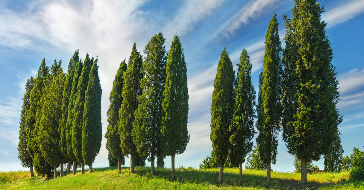 Selvi Ağacı Nasıl, Nerede Yetiştirilir? Selvi Ağacı Bakımı, Özellikleri ...