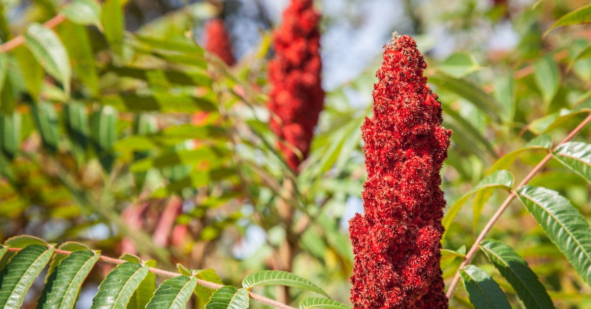Sumak Ağacı Nasıl, Nerede Yetiştirilir? Sumak Ağacı Bakımı, Özellikleri ...