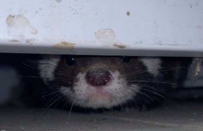 Markette alaca sansar sürprizi