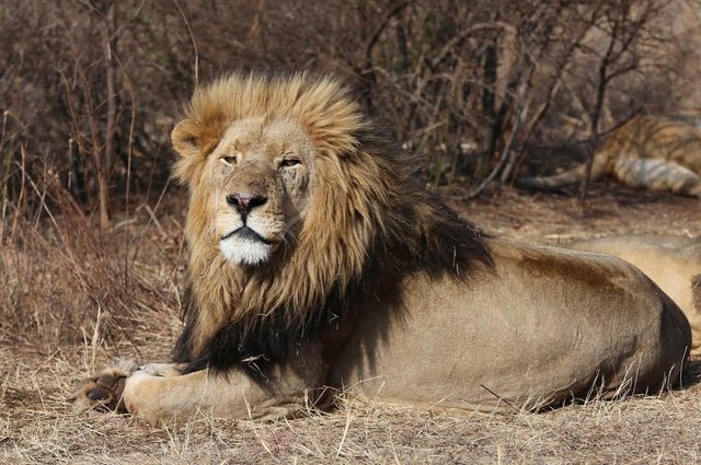 Güney Afrika'da tartışmalı bir turizm sektörü: Tutsak aslan endüstrisi
