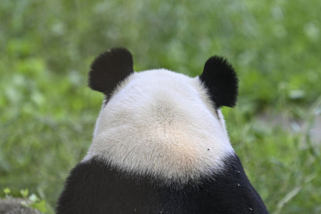 51 yıllık "panda diplomasisi" sona eriyor: Çin’in "iyi niyet elçileri ...