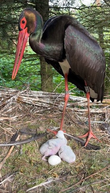 Çekya'nın uydu vericiyle takip ettiği yavru leylek Türkiye'de