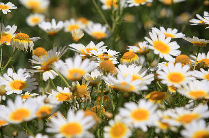 Papatya sözleri: anlamlı, aşk dolu, kısa ve en güzel papatya sözleri
