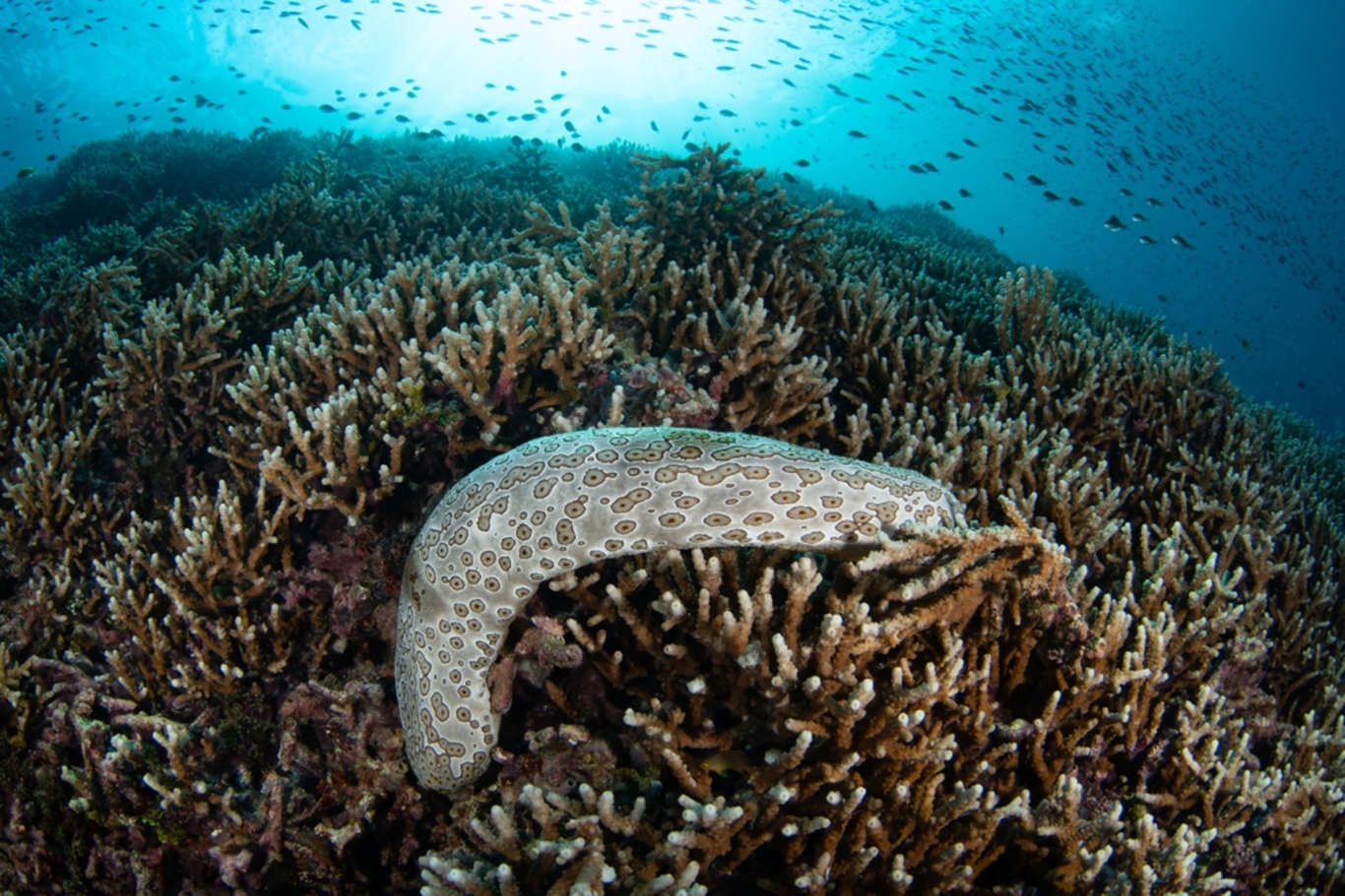 Tüm canlıların kanı kırmızı değildir: İşte mor, sarı ve yeşil kana ...