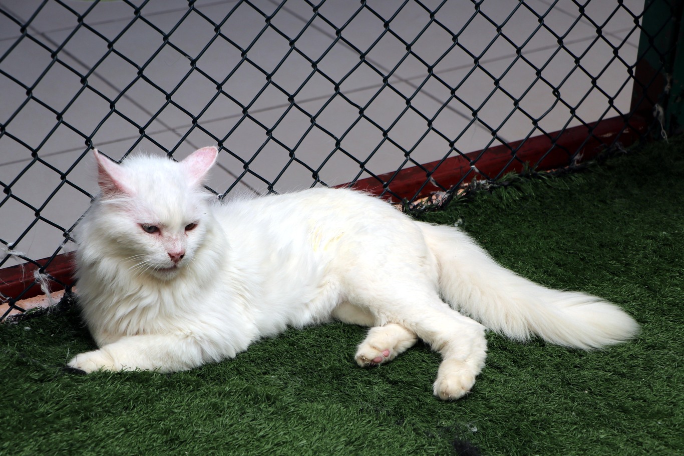 Van Kedi Villası'nın 'Muhtar'ı 18 yaşında