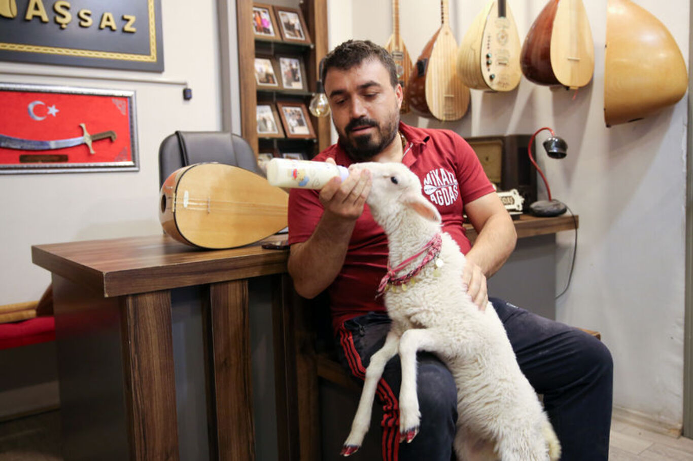 Bağlama ustasının yoldaşı, kuzu, köpek ve oğlak oldu