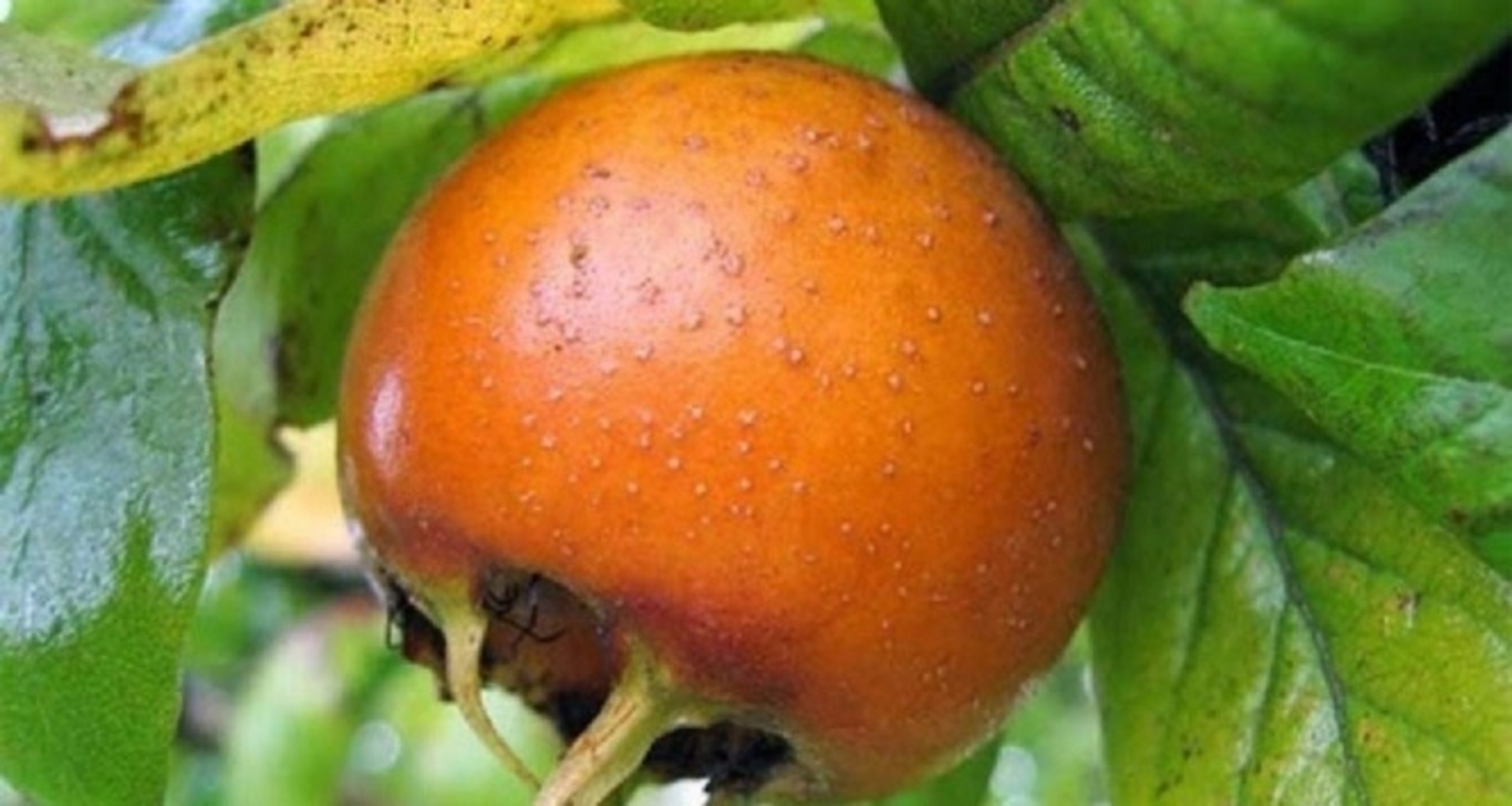 Muşmula nasıl yenir, tüketilir? Muşmulanın faydaları nelerdir?