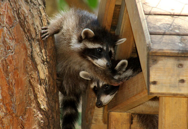 Doğal yaşam parkında 15 rakun dünyaya geldi
