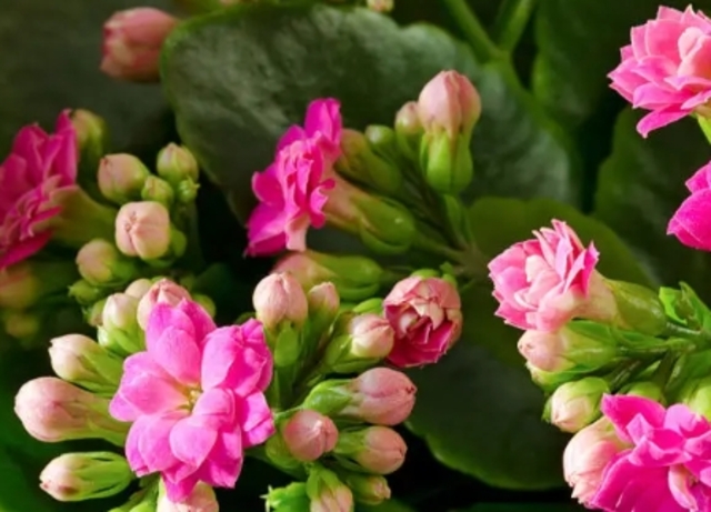 Kalanşo çiçeğinin anlamı nedir? Kalanşo çiçeği ne anlama gelir, neyi ...