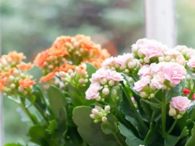 Kalanşo çiçeğinin anlamı nedir? Kalanşo çiçeği ne anlama gelir, neyi ...