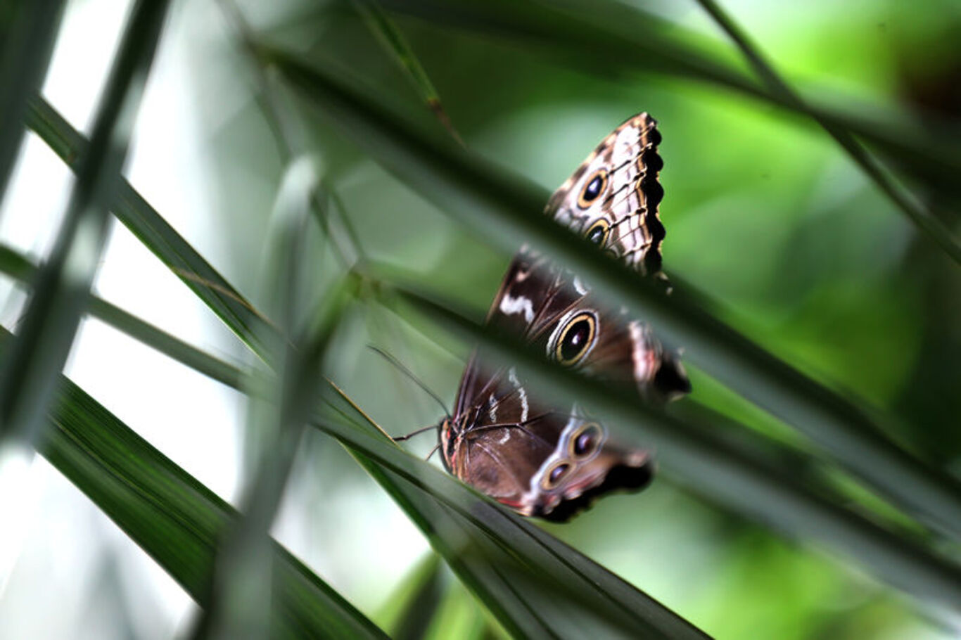 İşte kelebek ve bitki türleriyle Konya'nın botanik bahçesi