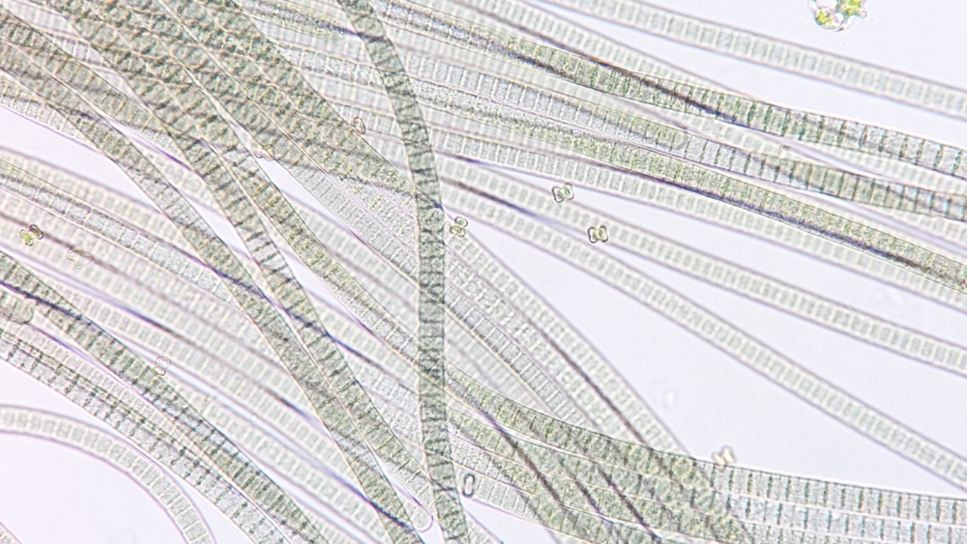 Kum tanesinden bile daha küçük! Dünyanın en küçük canlısı hangisi ...