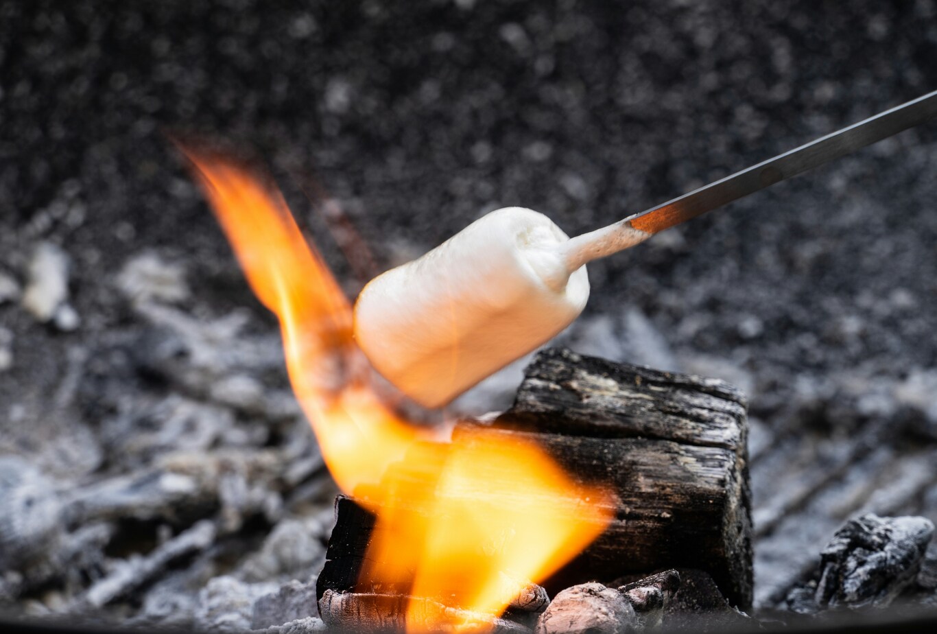Severek yediğimiz marshmallow'un aslında bir bitki olduğunu biliyor ...