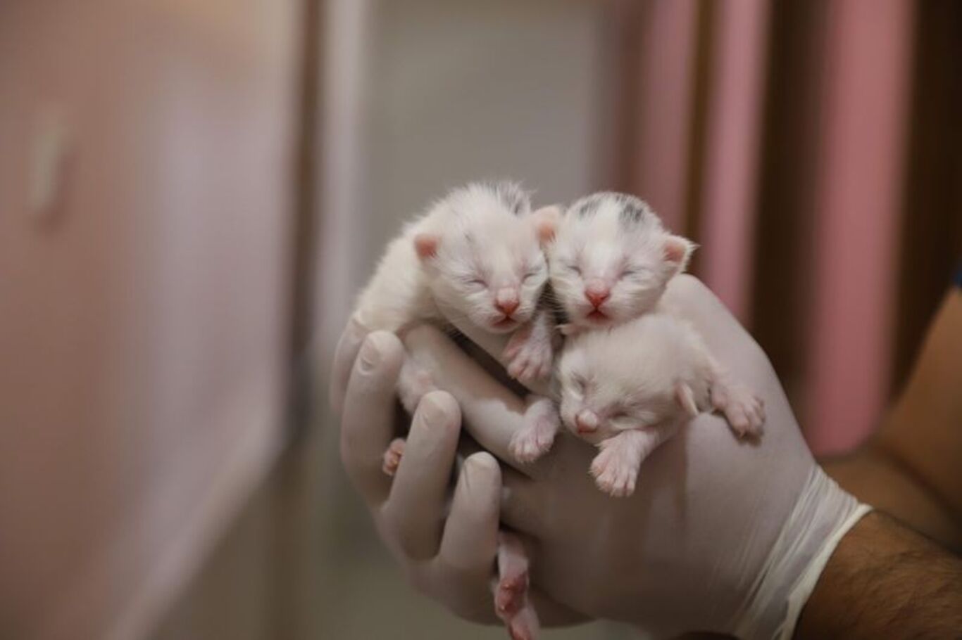 Van Kedi Villası'nda yılın ilk yavruları dünyaya geldi