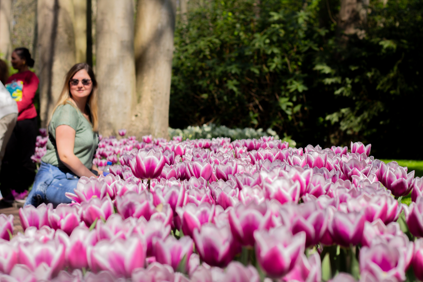 Dünyanın en büyük lale bahçelerinden Keukenhof ziyarete açıldı