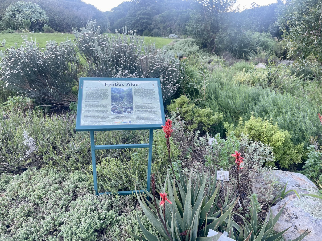 Afrika'nın güneybatı ucunda bir dünya mirası: Cape Flora Krallığı