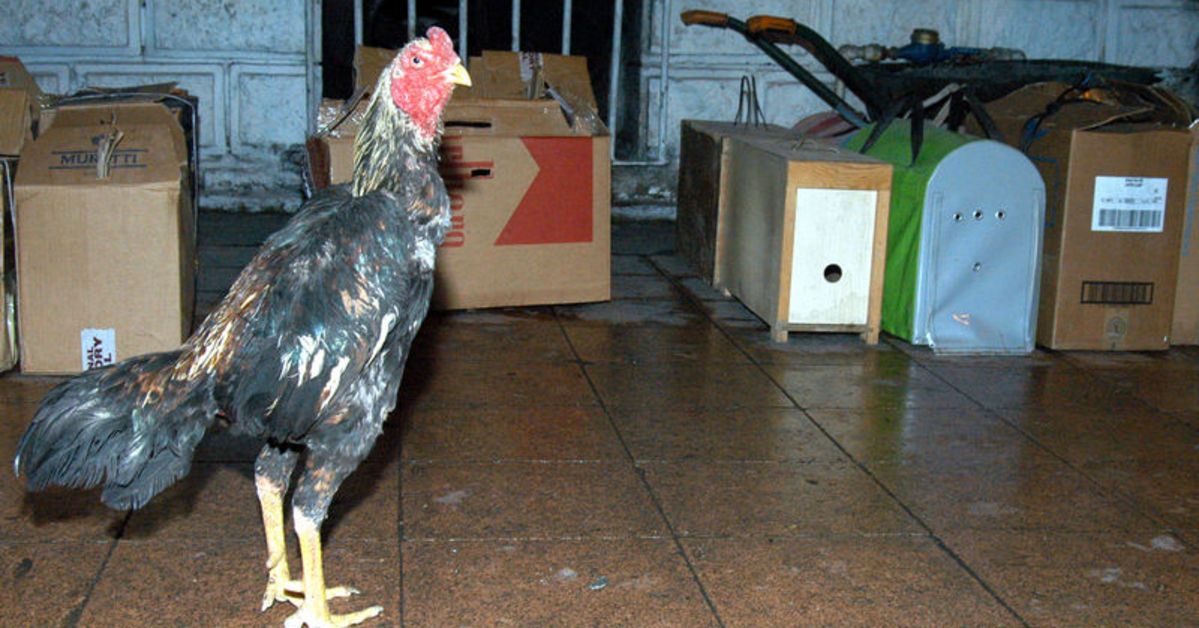 "Çil Horoz" operasyonu