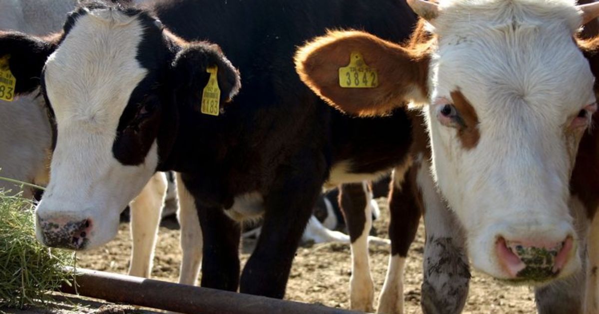 İnek sütü bebeğe çok tuzlu | Sağlık Haberleri