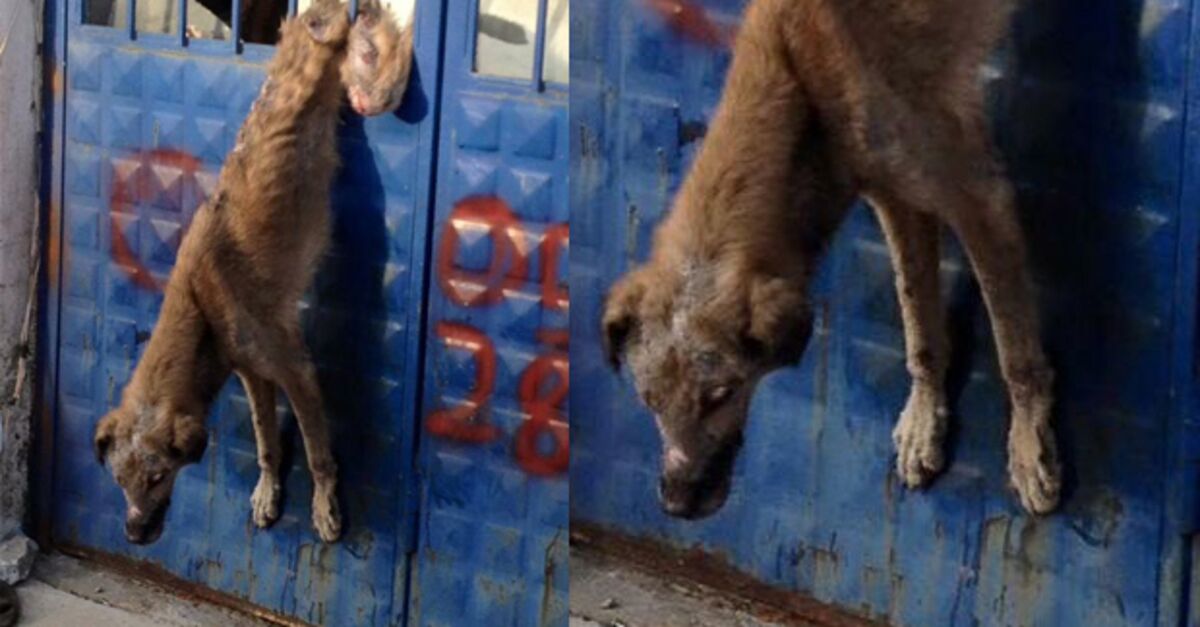 Aydın'da bir köpek demir parmaklıklara sıkıştı!