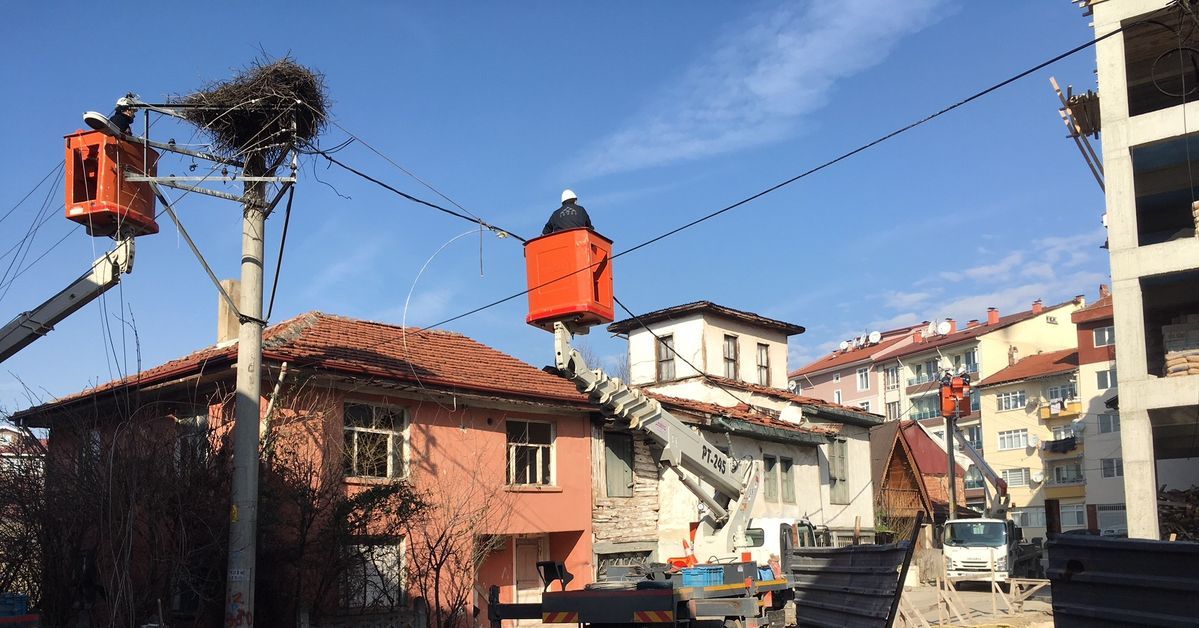 Bolu'da leylek yuvası hassasiyeti!