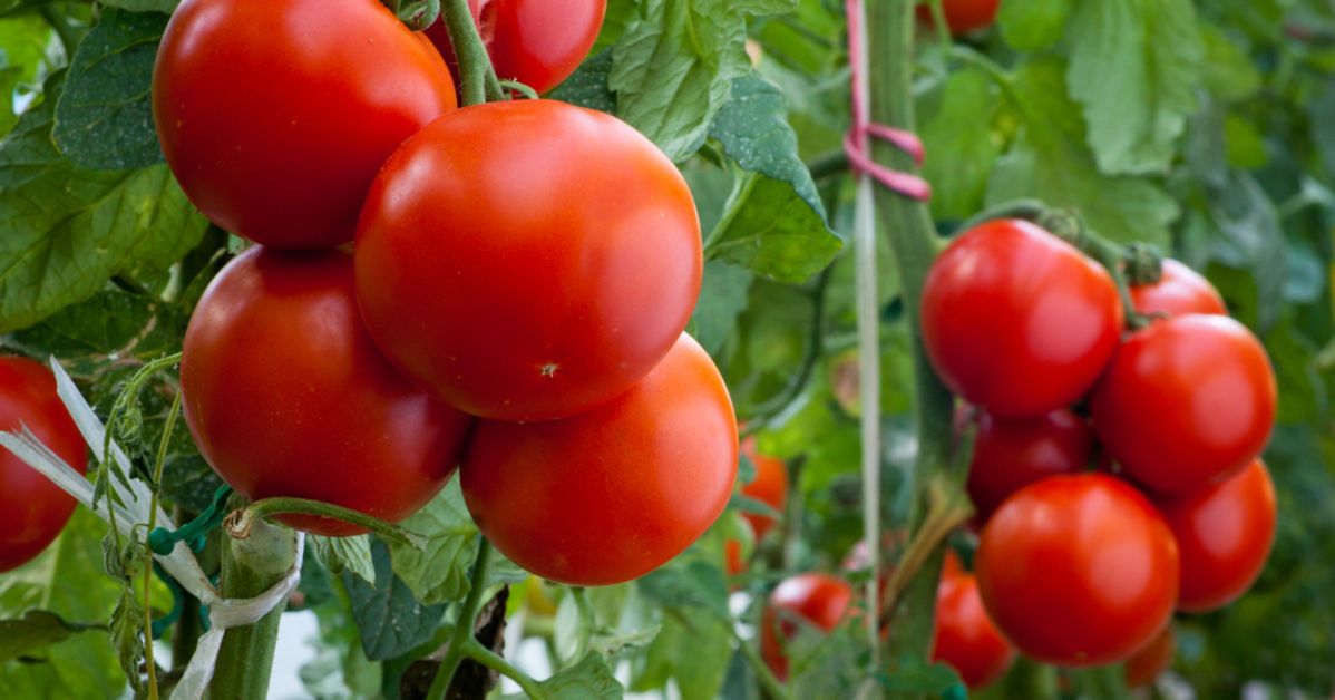 Domatesin faydaları ve zararları nelerdir? Domates kan yapar mı? İşte ...