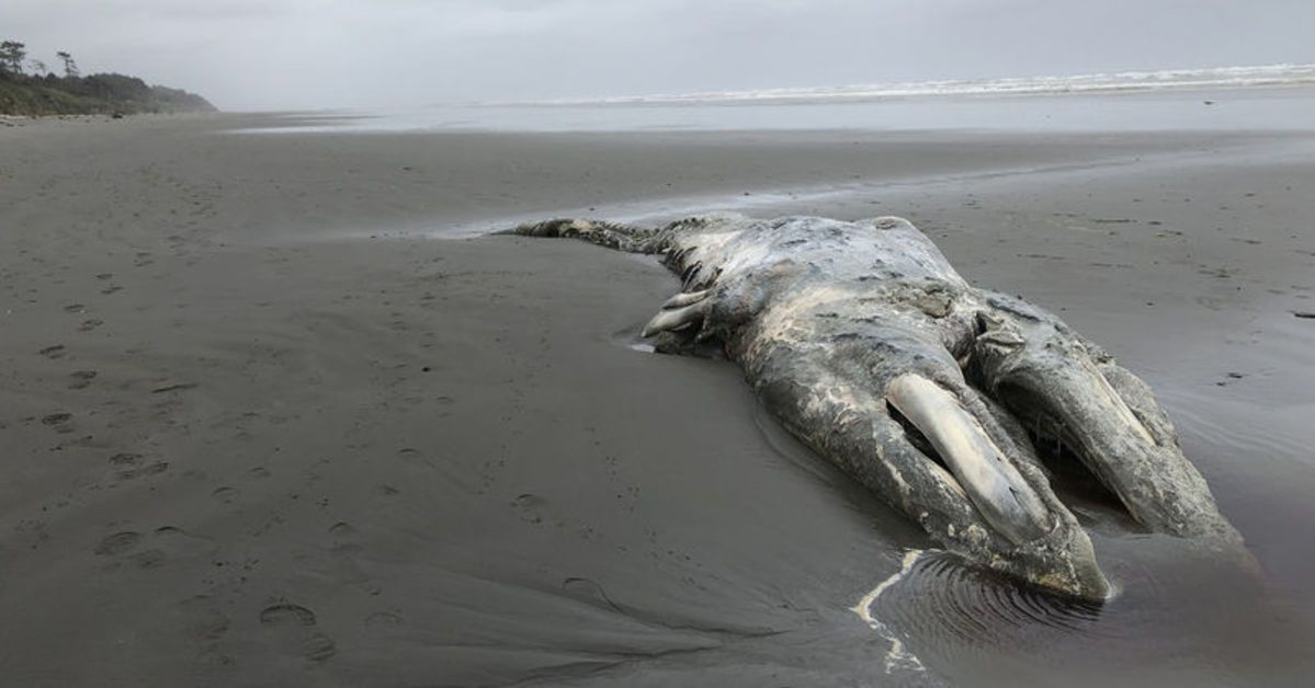Bilim insanları gri balina ölümlerini araştıracak | Dış Haberler