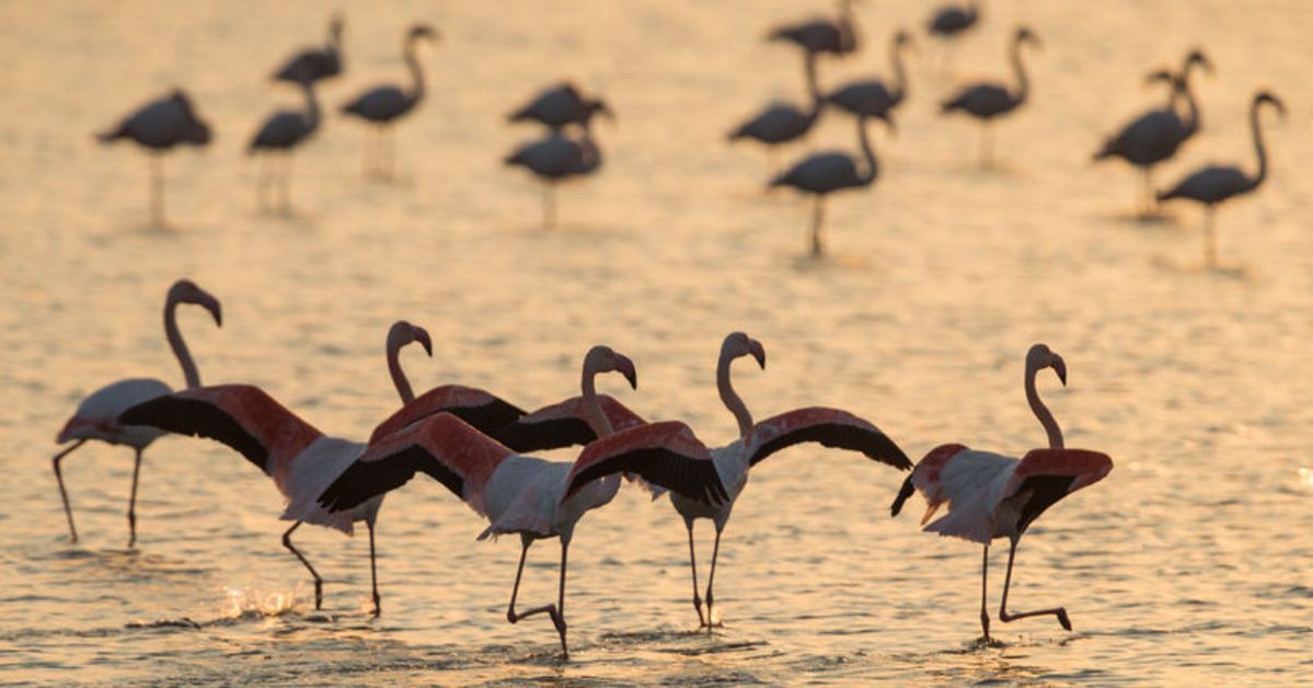 Gediz Deltası'na 'UNESCO' çağrısı