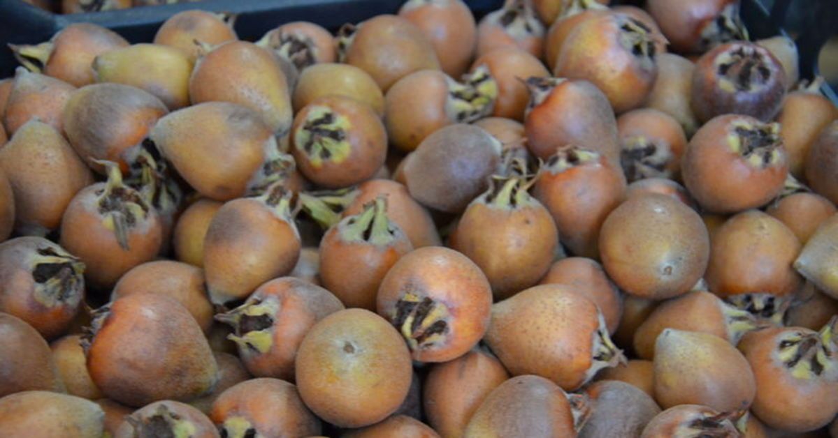 Muşmula nedir? Muşmulanın faydaları, nasıl yenir? Çayı nasıl demlenir ...