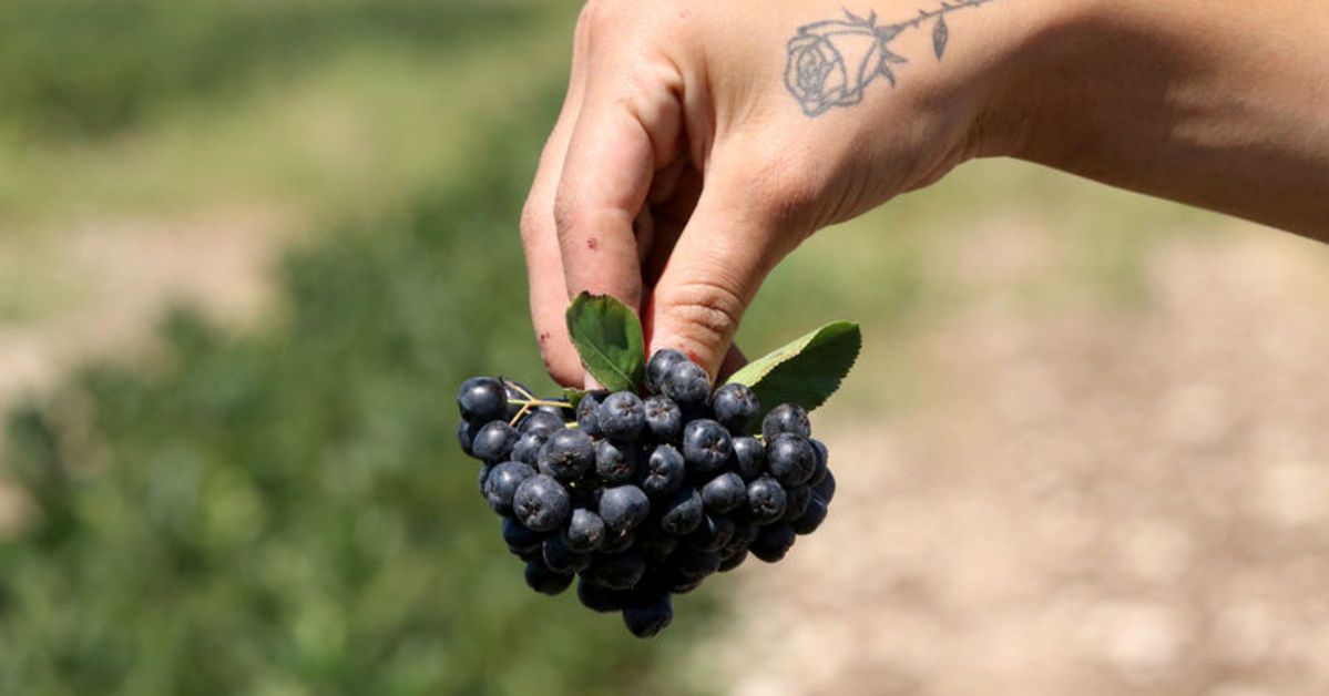 Aronya meyvesi nedir? Aronya meyvesi neye yarar, nasıl kullanılır ...