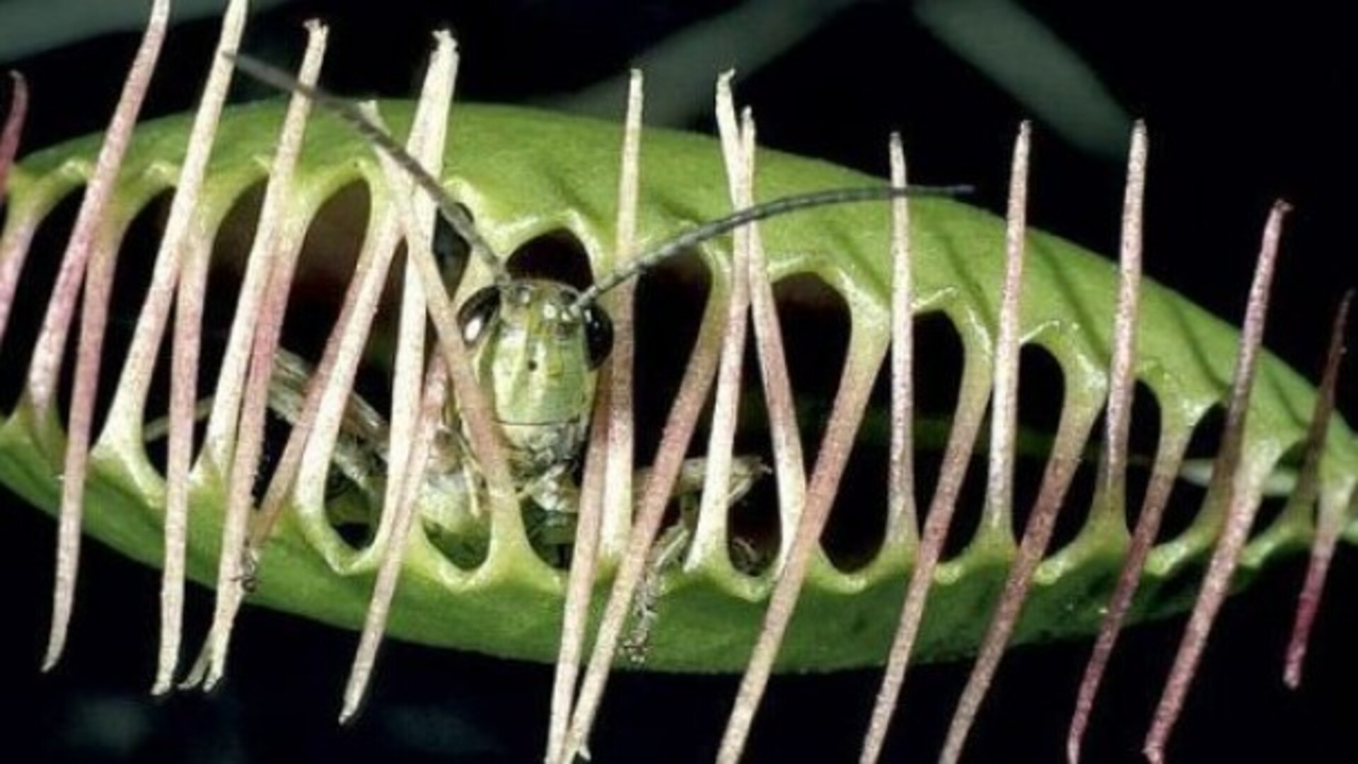 Et yiyen (Etobur) bitkiler hangileridir?