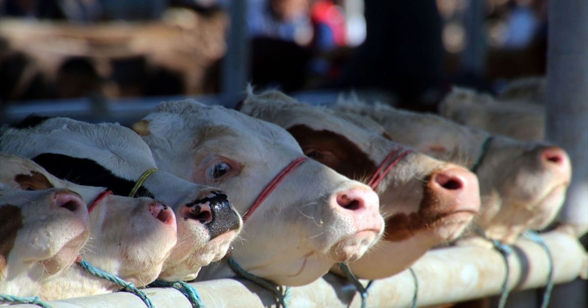 Kurbanlık koç, koyun ve dana fiyatları 2021! Küçükbaş ve büyükbaş ...