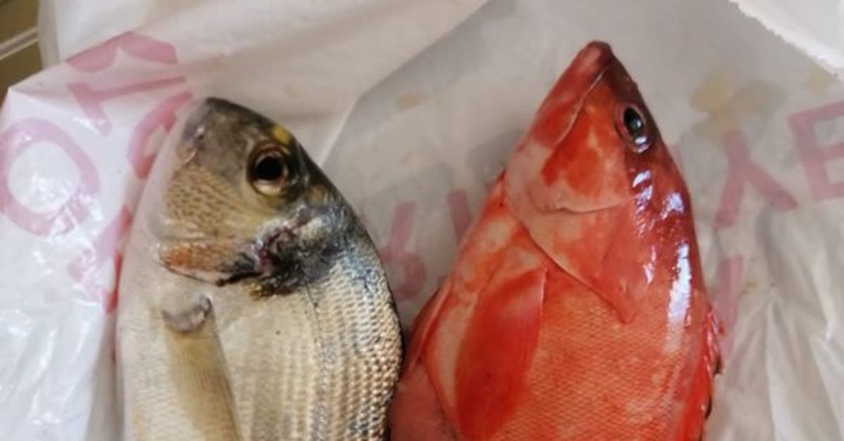 Tropikal suların kırmızı lagos balığı Antalya'da yakalandı