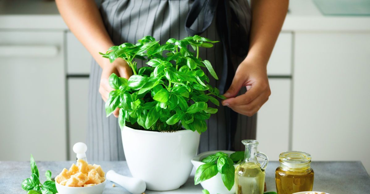 Reyhan Bitkisi Nedir ve Neye İyi Gelir? Reyhanın Faydaları ve Zararları ...