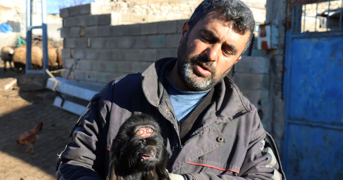 Gözleri alnının ortasında oğlak doğdu