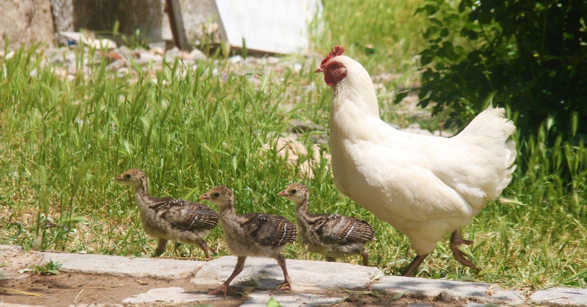 Annelerinin bakmadığı hindi yavrularını tavuk sahiplendi
