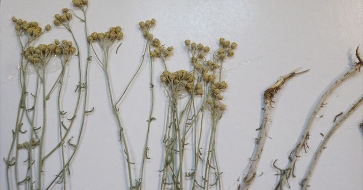 Yeni bulduğu endemik bitkiye ölen eşinin ismi verildi