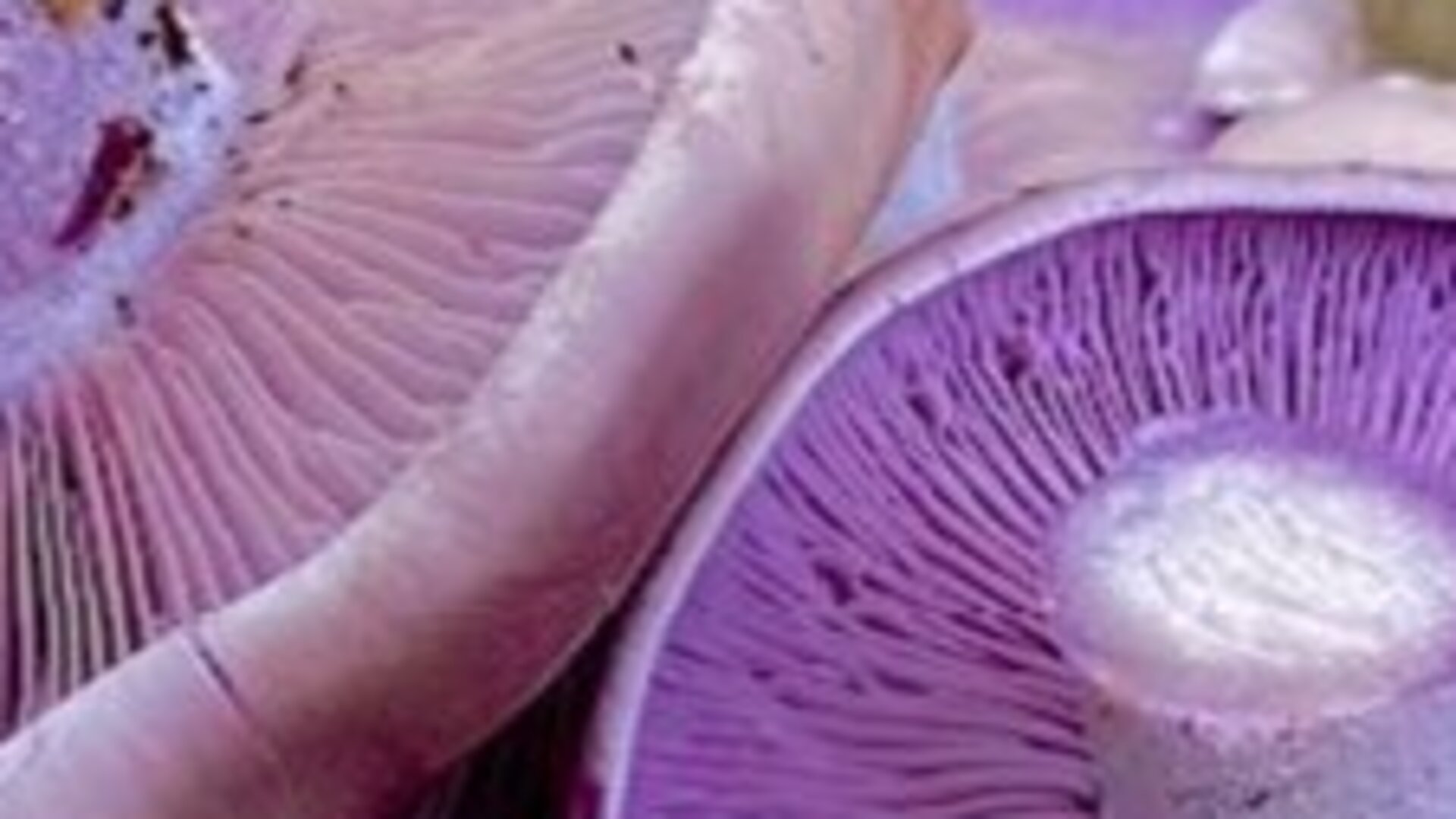 Cincile mantarı| HT Gastro
