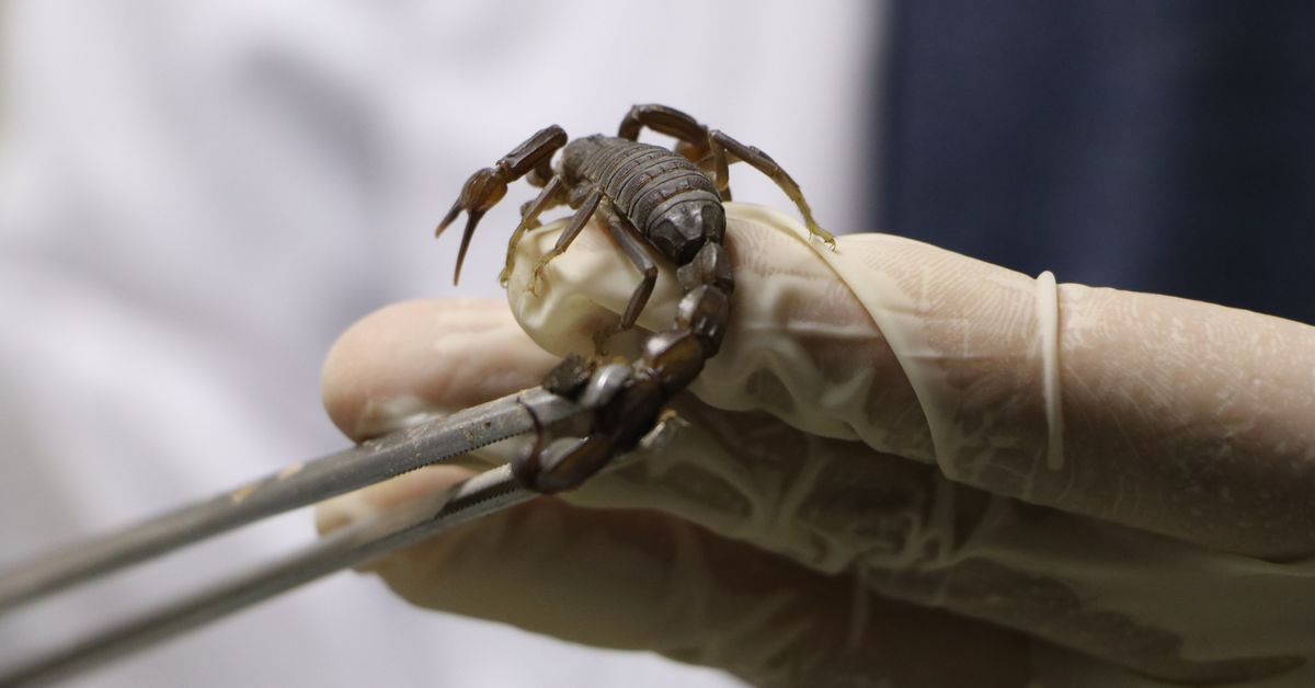 Akrep zehrinin meme kanseri tedavisinde kullanılması için umutlandıran ...