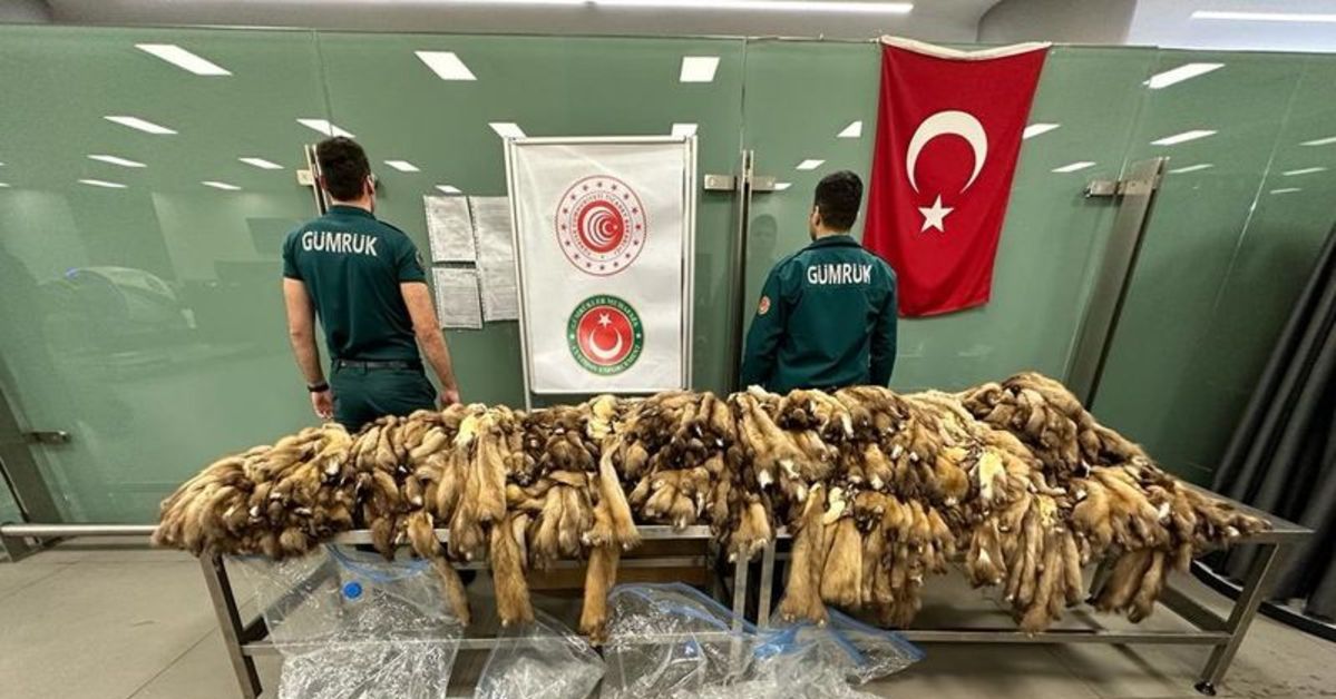 Son dakika haberleri: 1200 adet! İstanbul havalimanında ele geçirildi ...