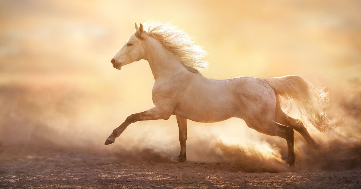 Atlar Kaç Yıl Yaşar? Atların Ortalama Ömrü ile Yaşam Süresi Nedir?