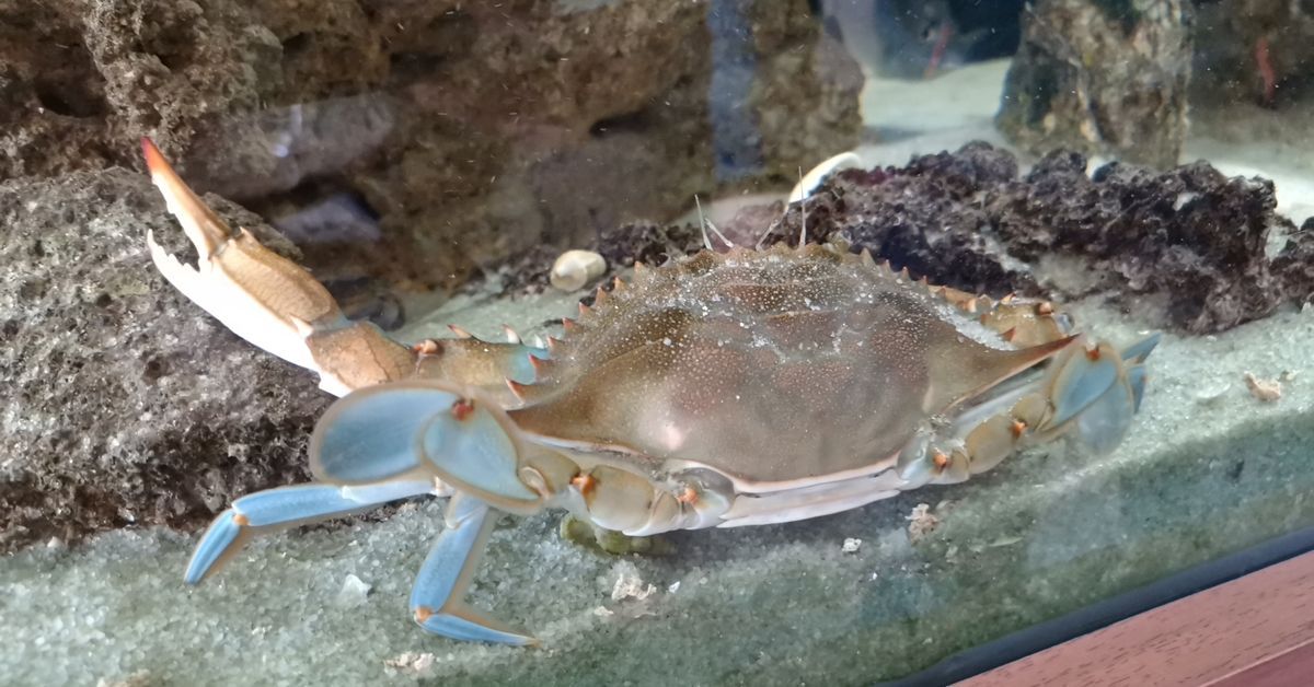 Nadir görülen mavi yengeç, Karadeniz'de üremeye başladı